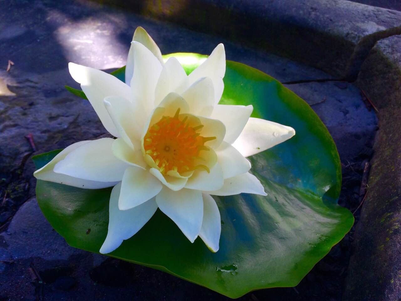 the-sacred-lotus